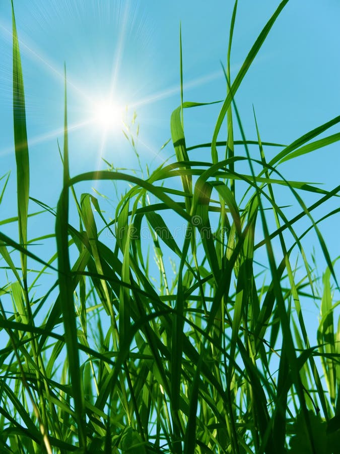 Grass wild stock image. Image of wild, stalk, leaves - 13235779