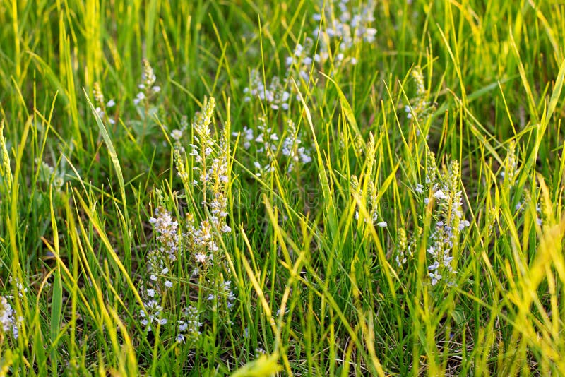 Grass and wild flowers stock image. Image of freshness - 95246381