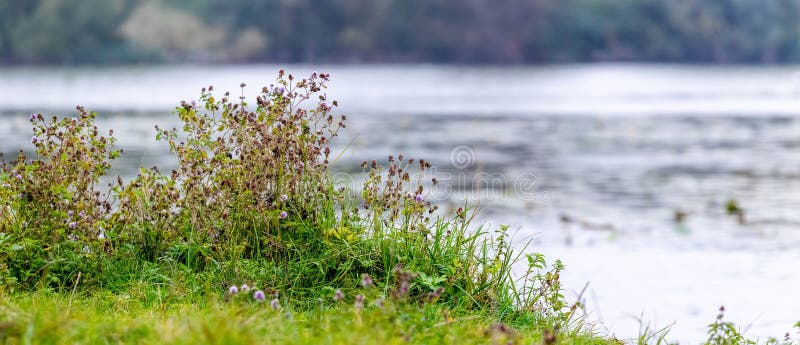 Grass and Wild Flowers on the River Bank Stock Image - Image of rural ...