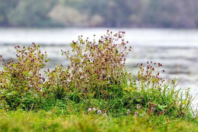 Grass and Wild Flowers on the River Bank Stock Photo - Image of outdoor ...