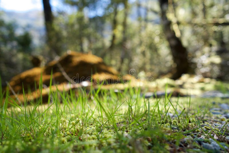 Grass, Wildlife, Ecosystem, Nature Reserve Picture. Image: 116413117