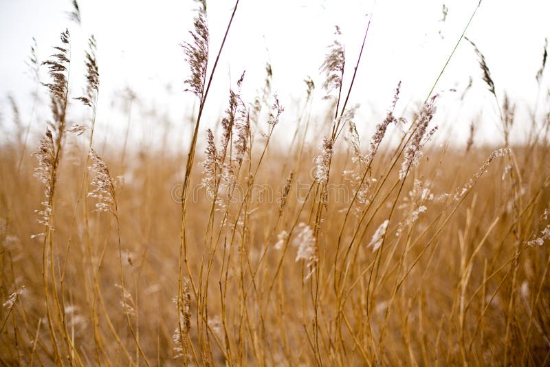Grass in the wind stock image. Image of weather, season - 18000669