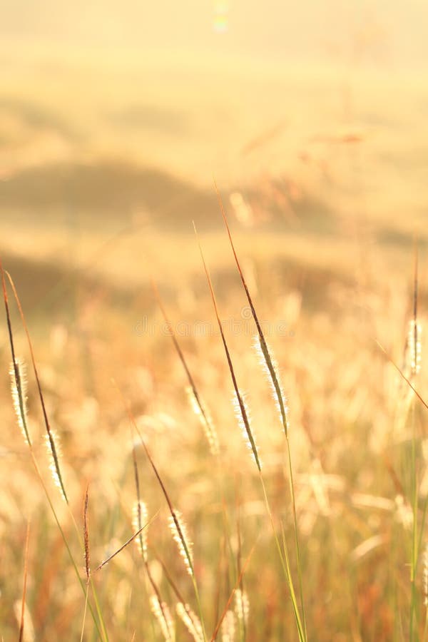 Grass in the wind stock image. Image of botany, land - 27633599