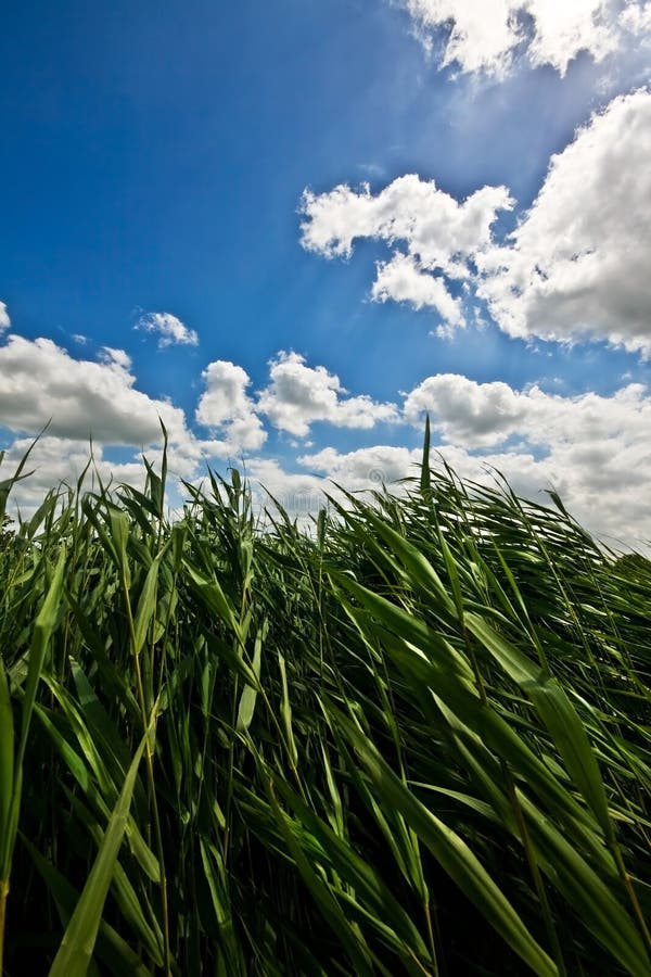 Grass in the wind stock photo. Image of natural, meadow - 5768780