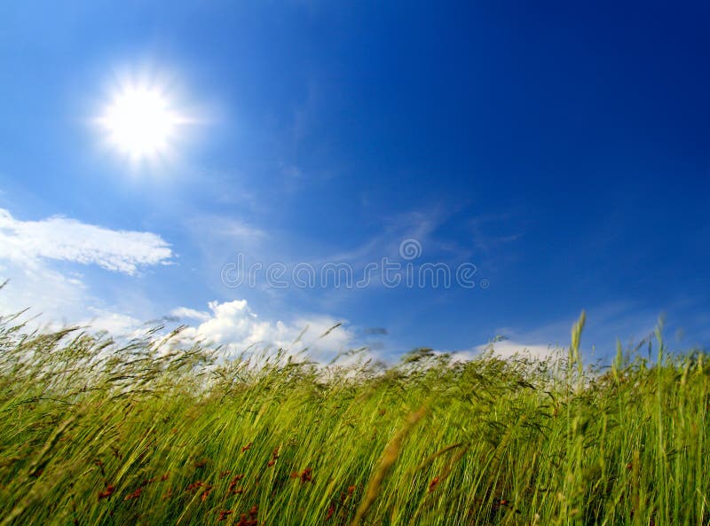 Grass and wind blowing stock photo. Image of lawn, beautiful - 10104696