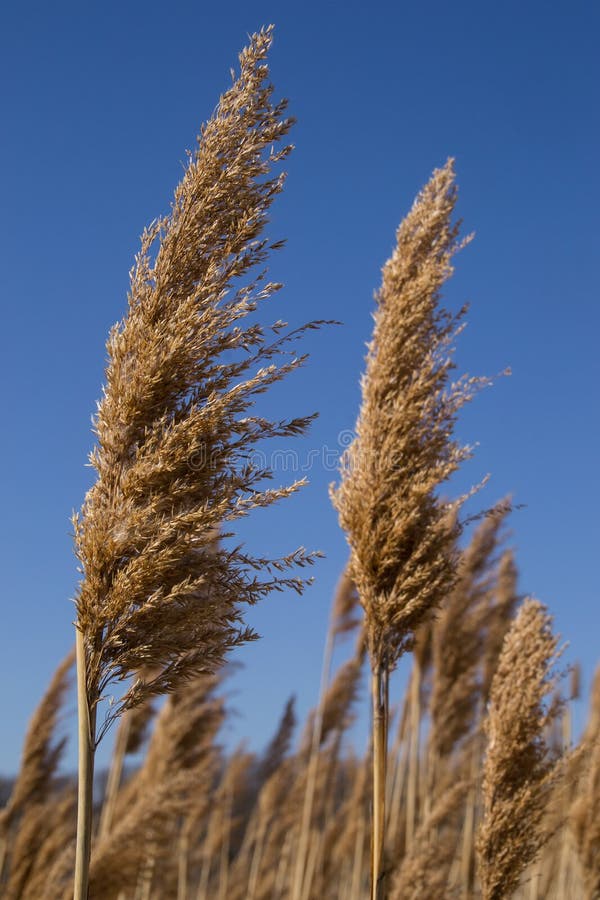 Grass in the wind. stock image. Image of season, grow - 52676301