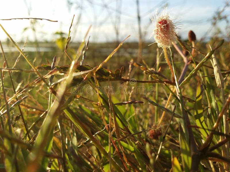 Grass editorial photo. Image of grass, blowing, paddy - 99022166