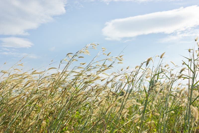 Grass in the wind. stock image. Image of brown, design - 35429227