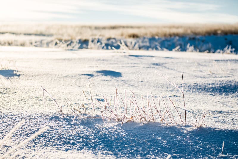 Grass in winter stock image. Image of winter, cold, background - 72939053