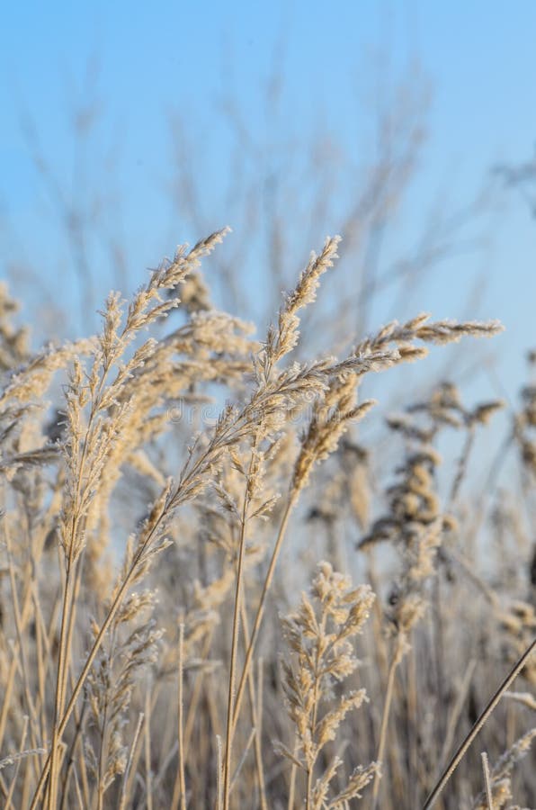 Grass in winter hoarfrost stock photo. Image of plant - 36351088