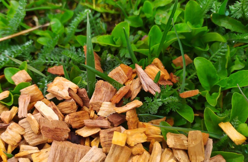 Grass with wood chips stock image. Image of flower, soil - 181954007