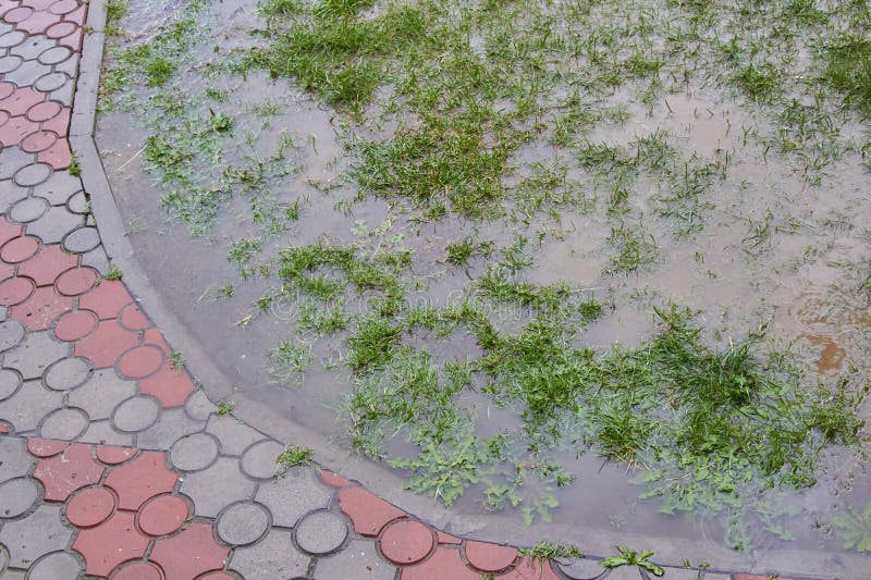 Grass in the Yard in the Rain,flooded the Yard with Torrential Rain in ...