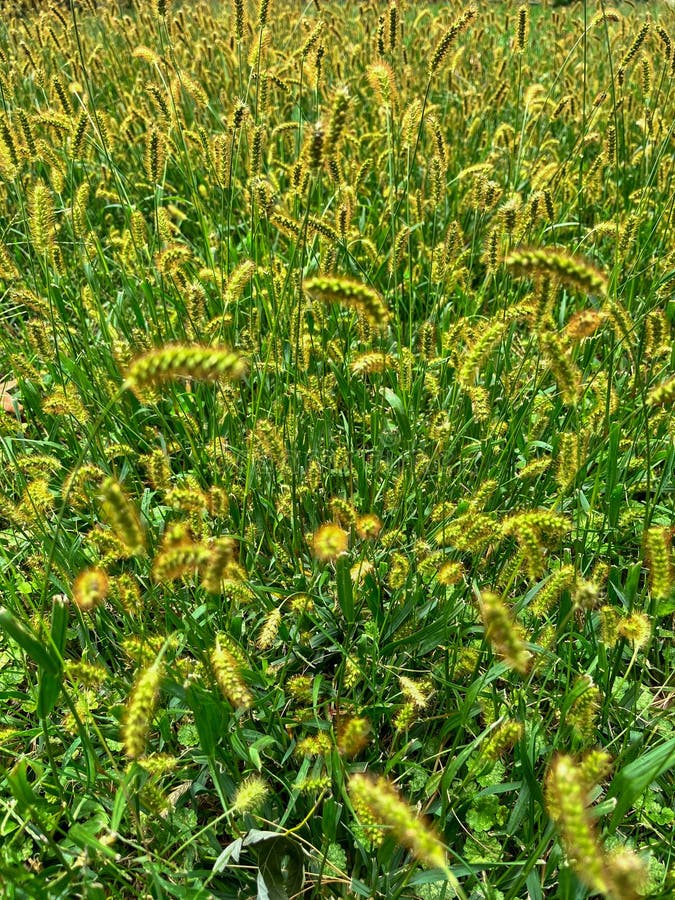 Grass and Yellow Foxtail Texture Stock Photo - Image of dusk, leaf ...