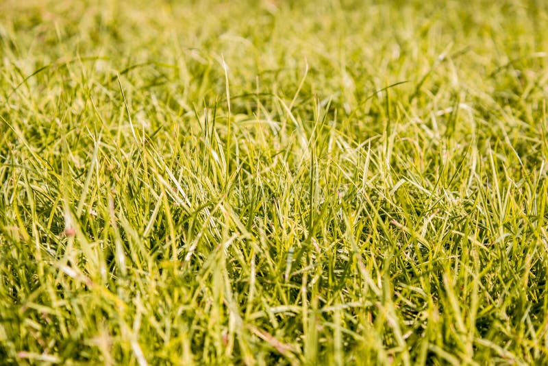 Grass stock image. Image of landscape, plant, color, yard - 56777177