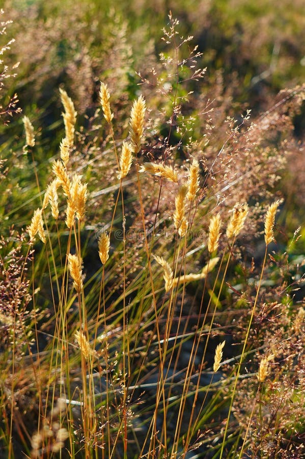Grass Yellow Spike Inflorescences in a Field in Summer Stock Image ...