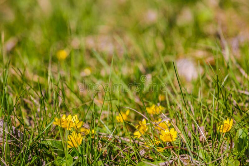 Grass yellow wild flowers stock image. Image of garden - 89365909