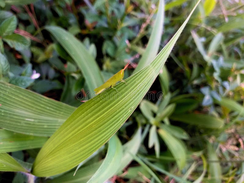 Grass and a Young Grasshopper Stock Photo - Image of produce, lawn ...