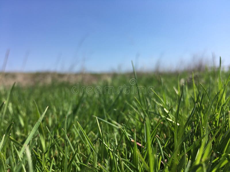 Grass in the Sky Perspective Stock Photo - Image of good, nature: 121896442