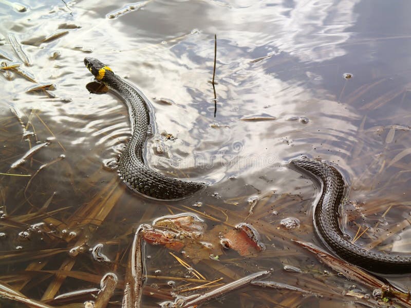 Natrix Natrix - Grasschlange - Stockfoto - Bild von würfel, schlange ...