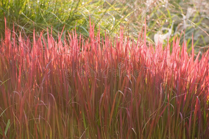 Grassen stock foto. Image of gevoelig, blazen, installaties - 6722788