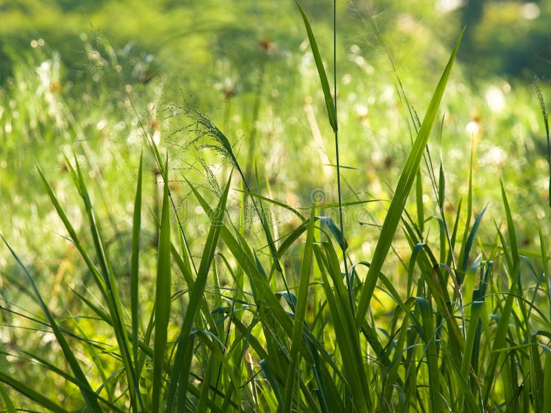 Grassen en Rieten stock afbeelding. Image of gras, verlichting - 5824113