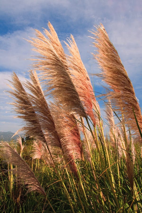 Wispy Grasses Blowing In The Breeze, Background Stock Image - Image of ...