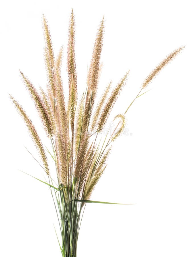 Grasses bunch stock image. Image of studio, decorative - 38728039