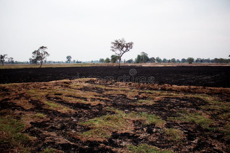 Burned Fields and Tree Sunset Stock Image - Image of forest, drought ...