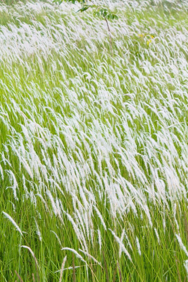 Grasses field stock image. Image of white, flowers, grasses - 25193471
