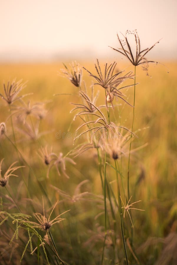 Grasses Field on the Sunrise. Stock Photo - Image of garden, light ...