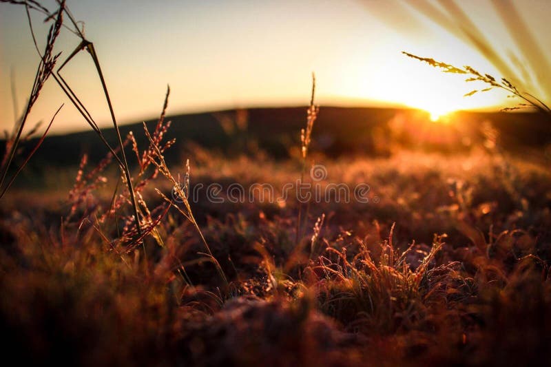 Grasses in field at sunset stock image. Image of country - 83066235