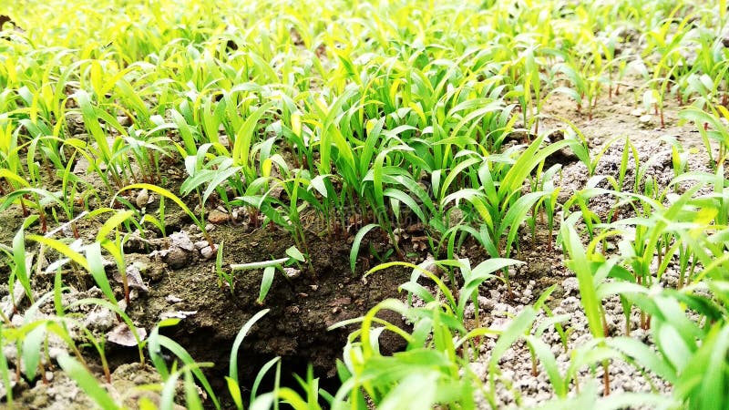 Grasses stock photo. Image of grasses, green, stage - 131110620