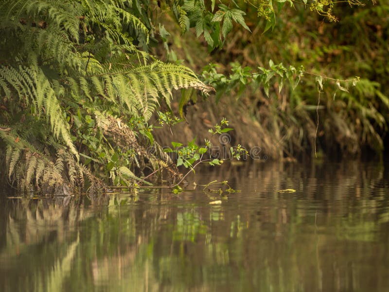 Grasses and Plants in the River Stock Photo - Image of landscape, green ...