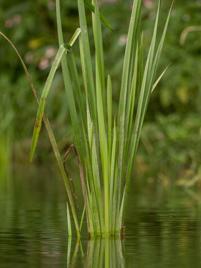 Grasses and Plants in the River Stock Image - Image of tree, plant ...