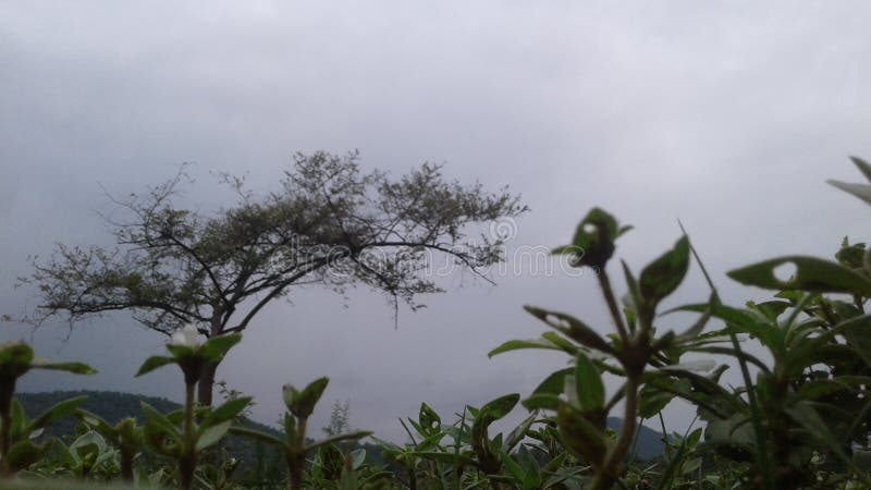 The Soil Which Results in the Creation of Puddles Stock Photo - Image ...