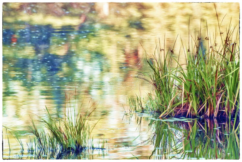 Grasses and Reeds with Lake Reflections Stock Illustration ...
