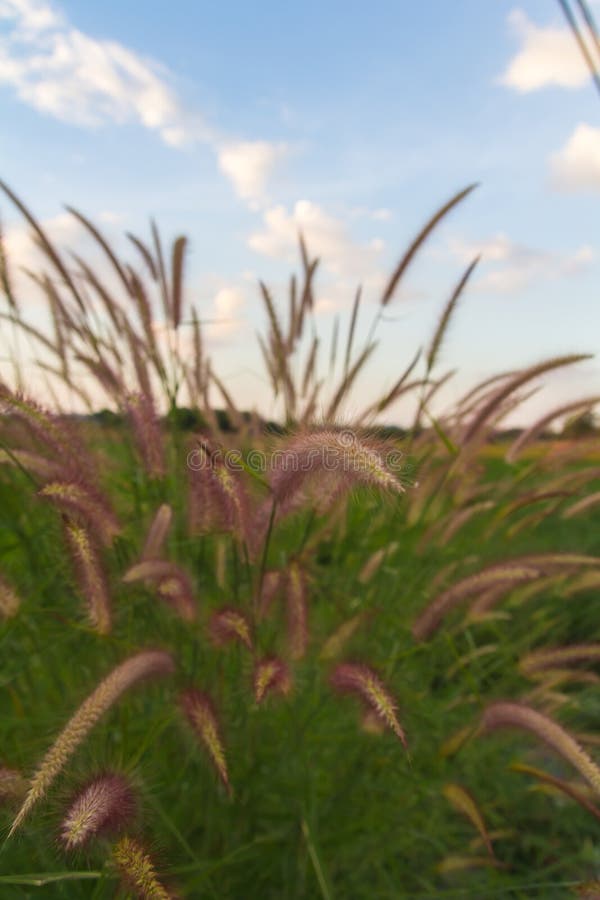 379 Roadside Grasses Stock Photos - Free & Royalty-Free Stock Photos ...