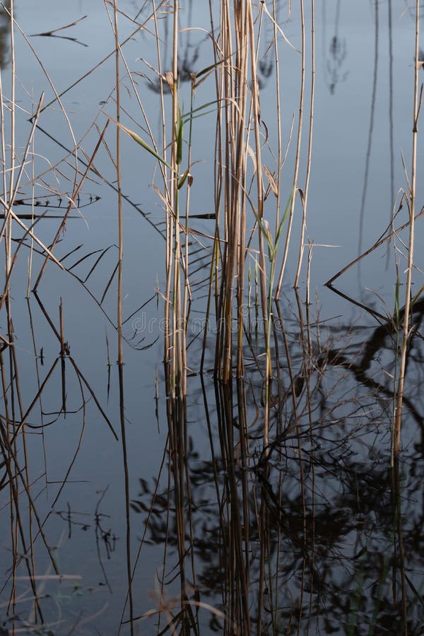 Grasses on a Shallow Calm Water with Reflection on the Surface Stock ...