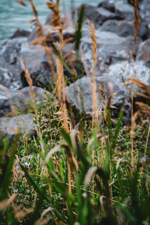 Grasses and Stones in Banff National Park Stock Photo - Image of animal ...