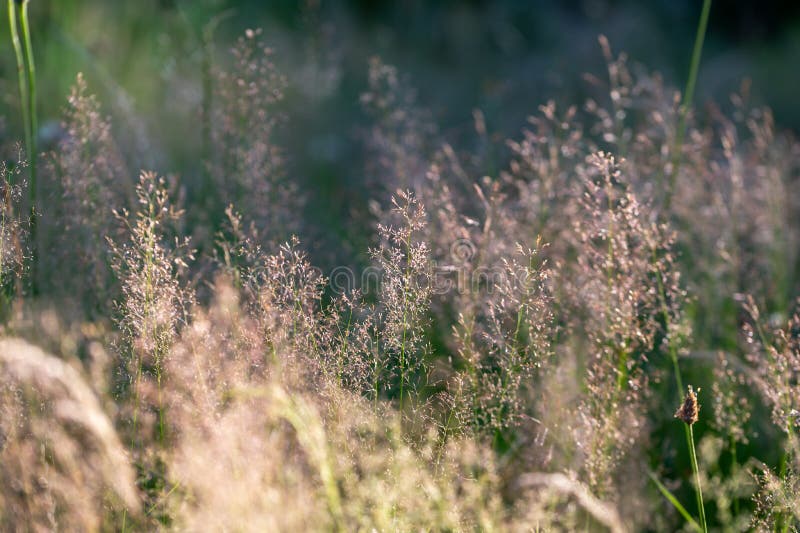 Grasses in the Sunlight on a Meadow Stock Image - Image of celebration ...