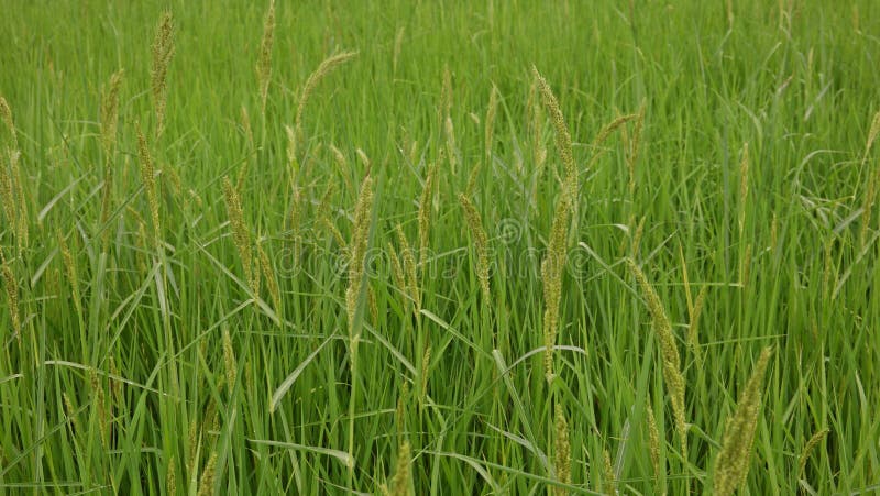 Grasses Weed Infested To Rice Field Stock Image - Image of paddy ...