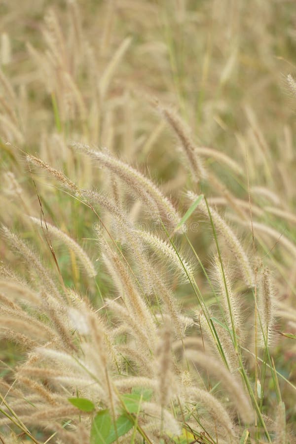 Grasses is wind flutter. stock photo. Image of beautiful - 47687588