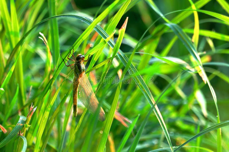 Dragonfly Sleeping on the Green Grass Stock Image - Image of siting ...