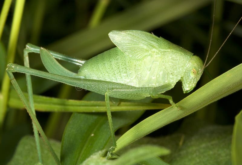 Grasshoper nymph stock image. Image of green, close, macro - 1011077