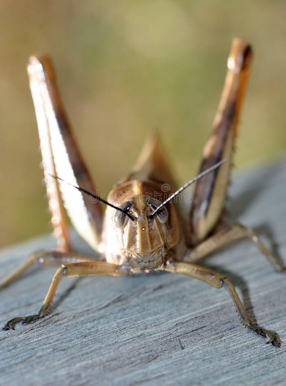 Grasshopper stock image. Image of spring, feeler, insecta - 11282023