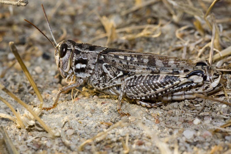 Small grasshopper stock image. Image of fauna, invertebrate - 105943803