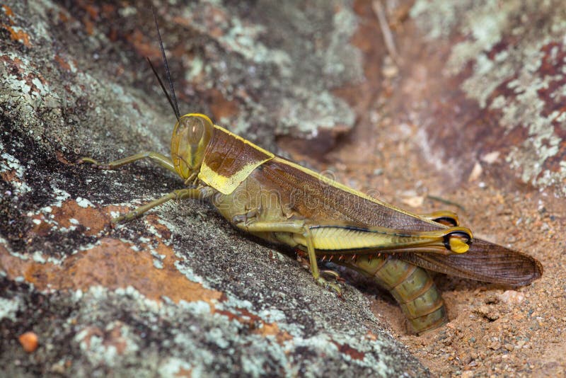 Grasshopper stock image. Image of female, grass, wildlife - 13935185