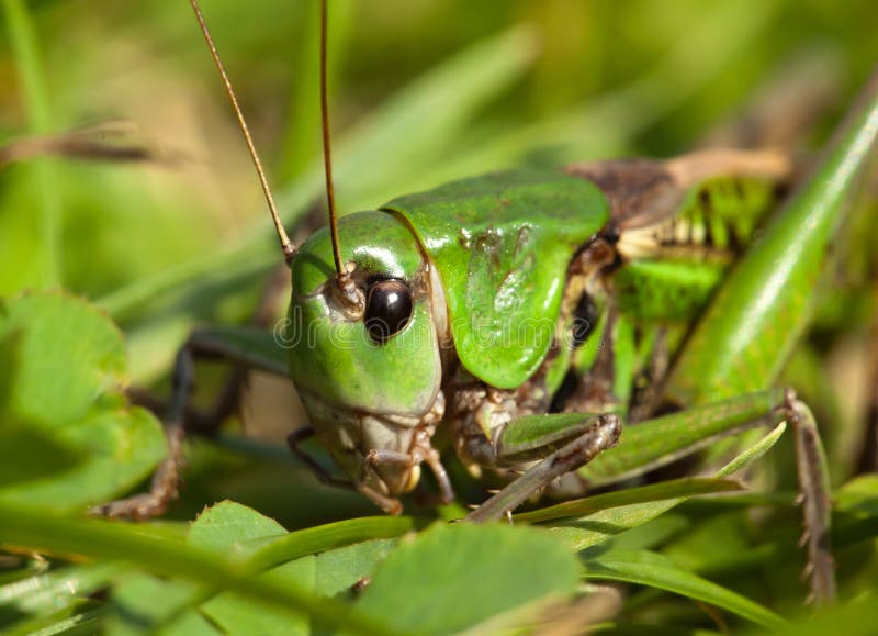 Grasshopper stock photo. Image of garden, nature, foot - 15244932