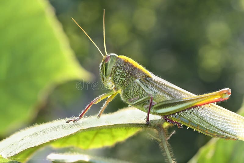 Grasshopper stock image. Image of feet, nature, backlit - 19631037