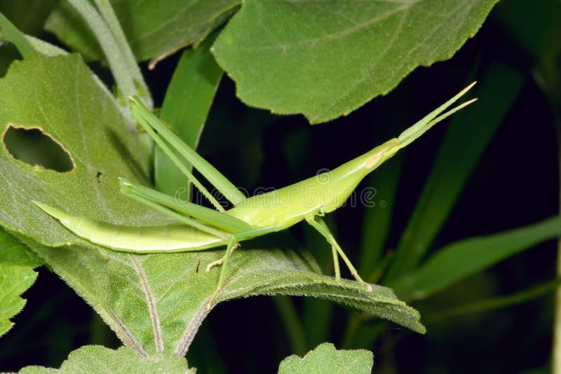 Grasshopper stock image. Image of locusts, acrida, insects - 20315435